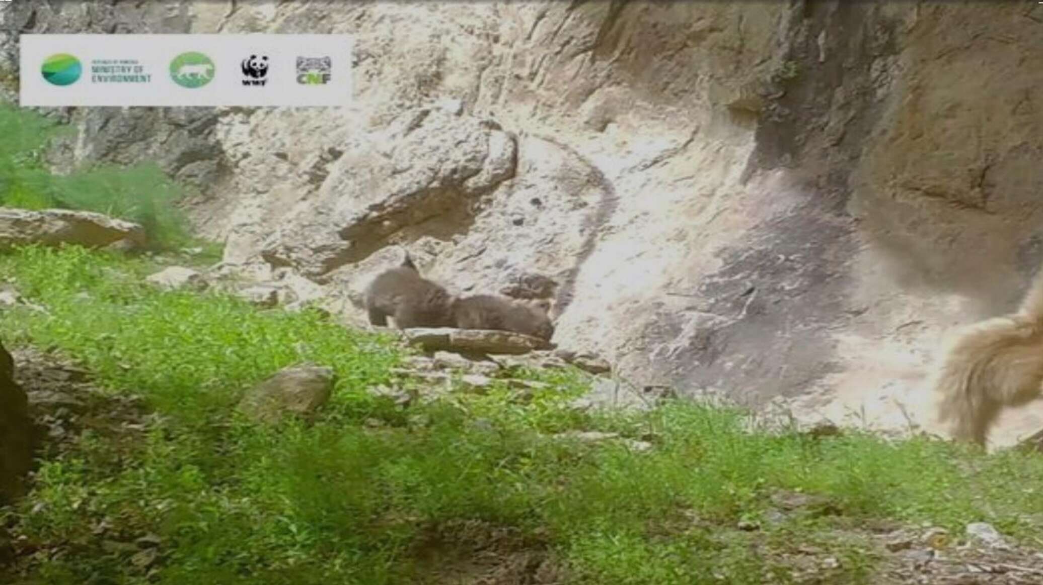 Умилительная прогулка бурой медведицы с детенышами в "Хосровском лесу ...